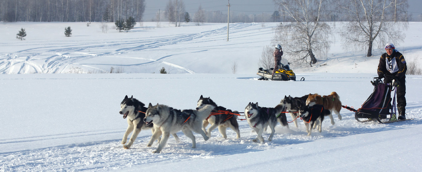 Enjoy Husky Rides with Your Family