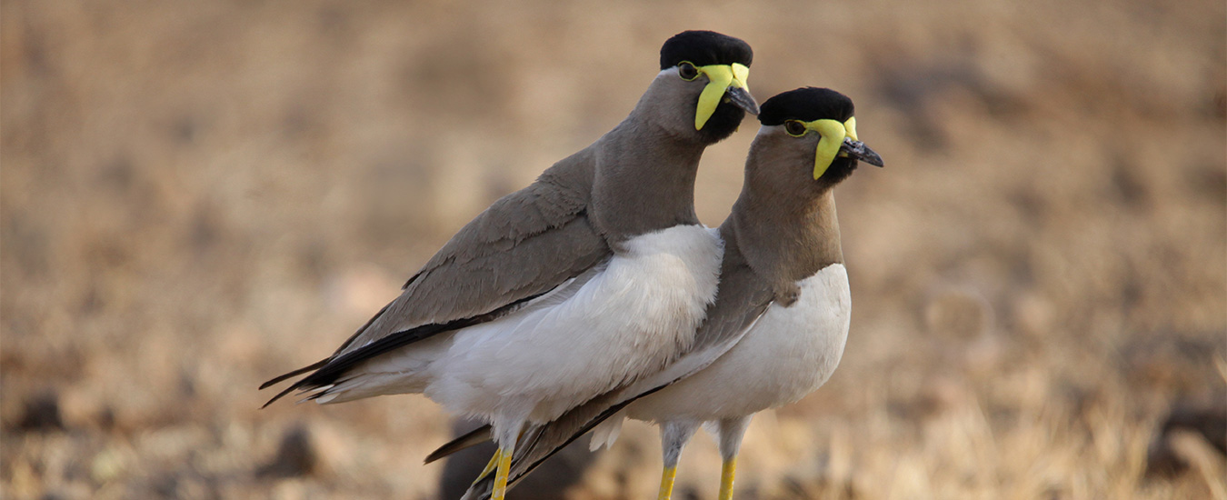 Imagicaa Hotel Resort | Family Resort near Mumbai - Club Mahindra