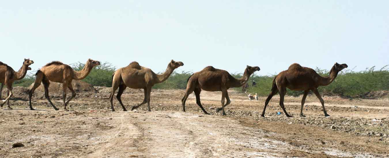 Exploring Khambhat: Ahmedabad's Hidden Gem – Club Mahindra