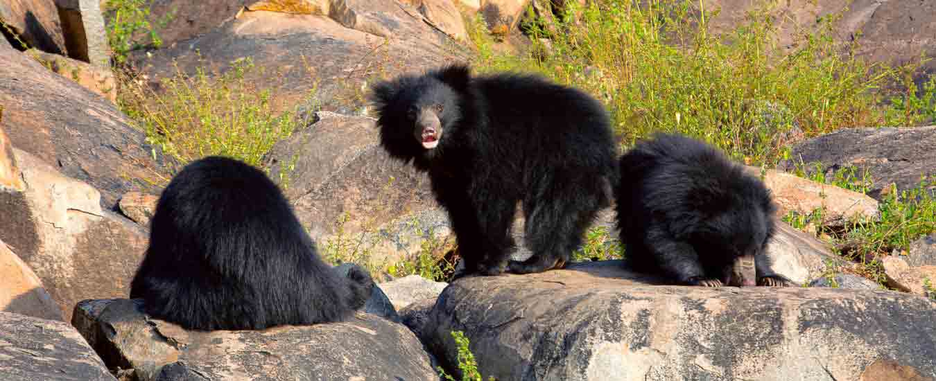 Visit Daroji Bear Sanctuary with Your Family