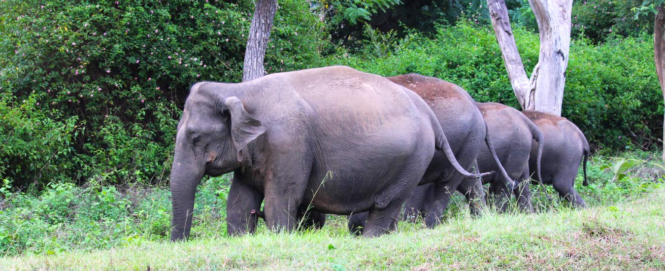 Visit Muthanga Wildlife Sanctuary with Your Family